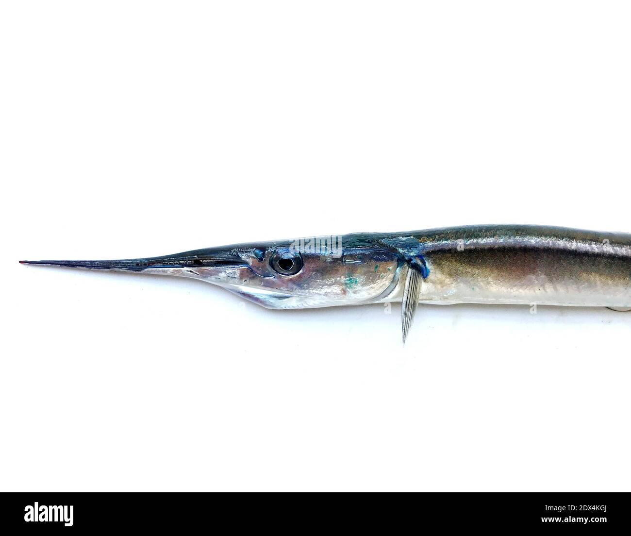 Silver Needlefish High Resolution Stock Photography and Images - Alamy