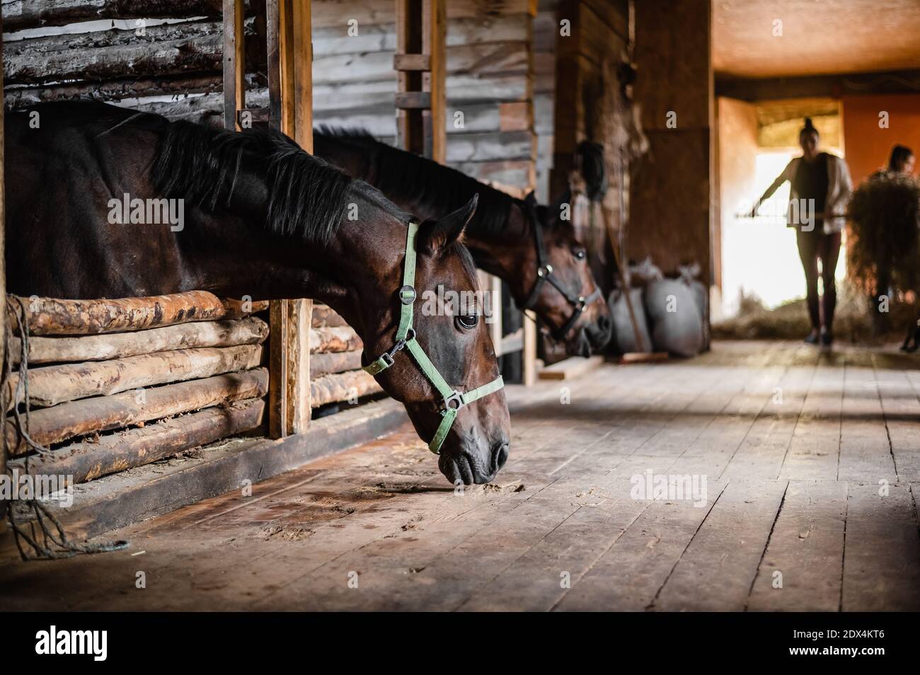 In the wooden stable on the ranch, lunch begins, the owner distributes ...