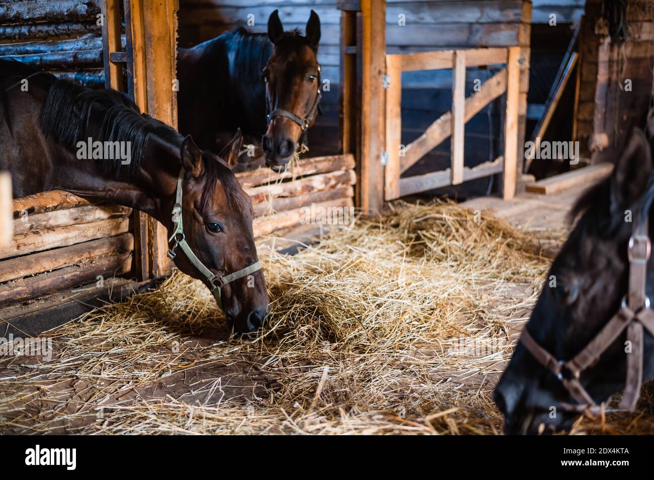 Rustic Stable Interior High Resolution Stock Photography and Images - Alamy