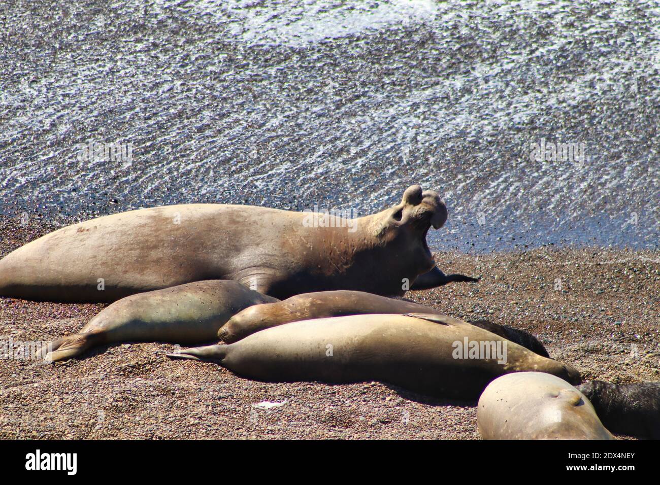 Elephant seal underwater male hi-res stock photography and images - Alamy