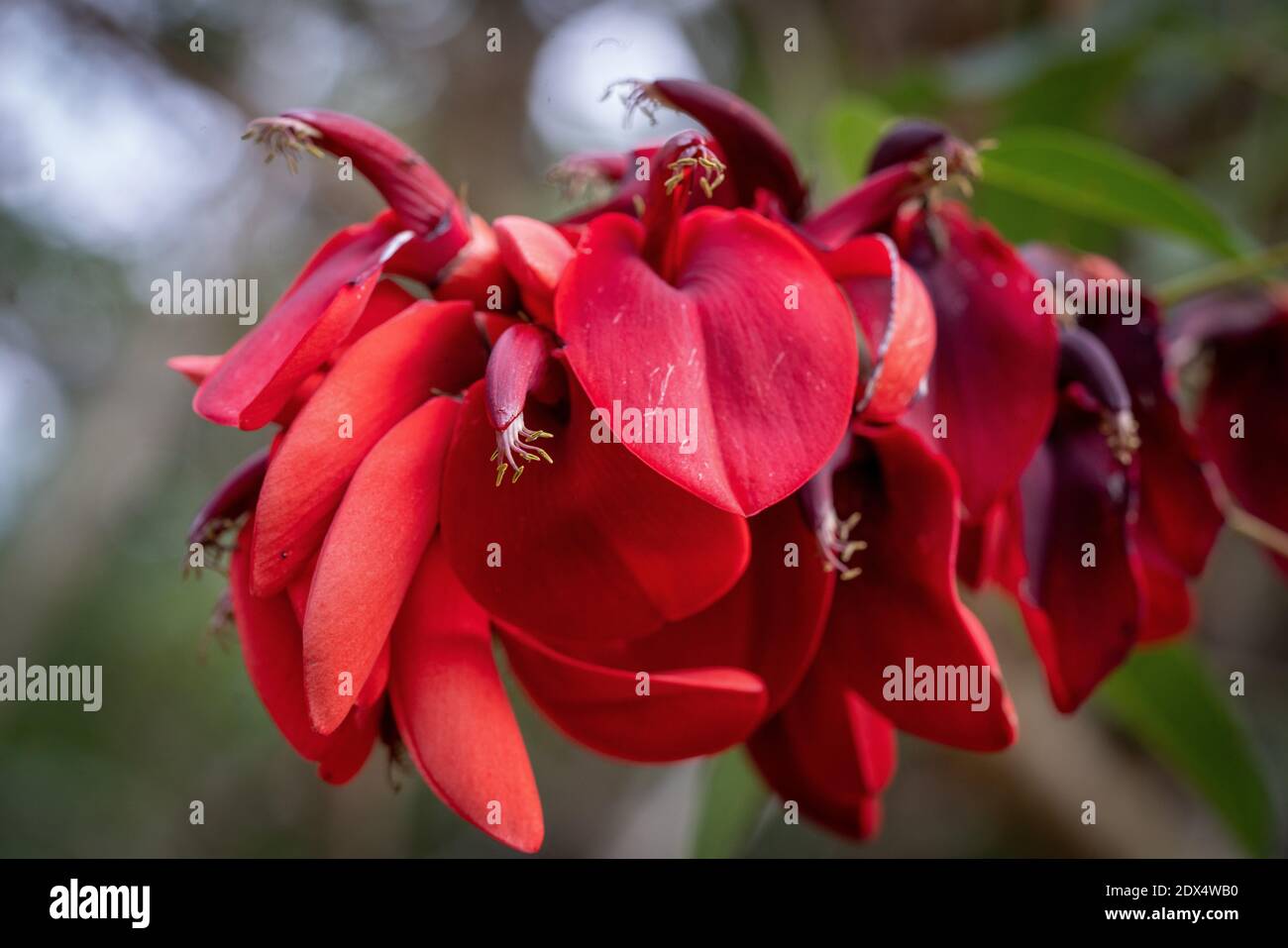 Ceibo Tree in Flower. National Flower of the Argentine Republic Stock ...