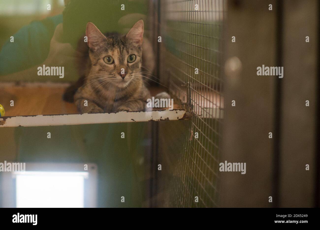 Cats and Dogs at SPA (animal protection association) shelter In Orgeval ...