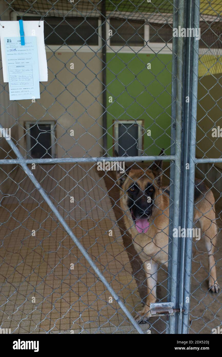 Cats and Dogs at SPA (animal protection association) shelter In Orgeval ...