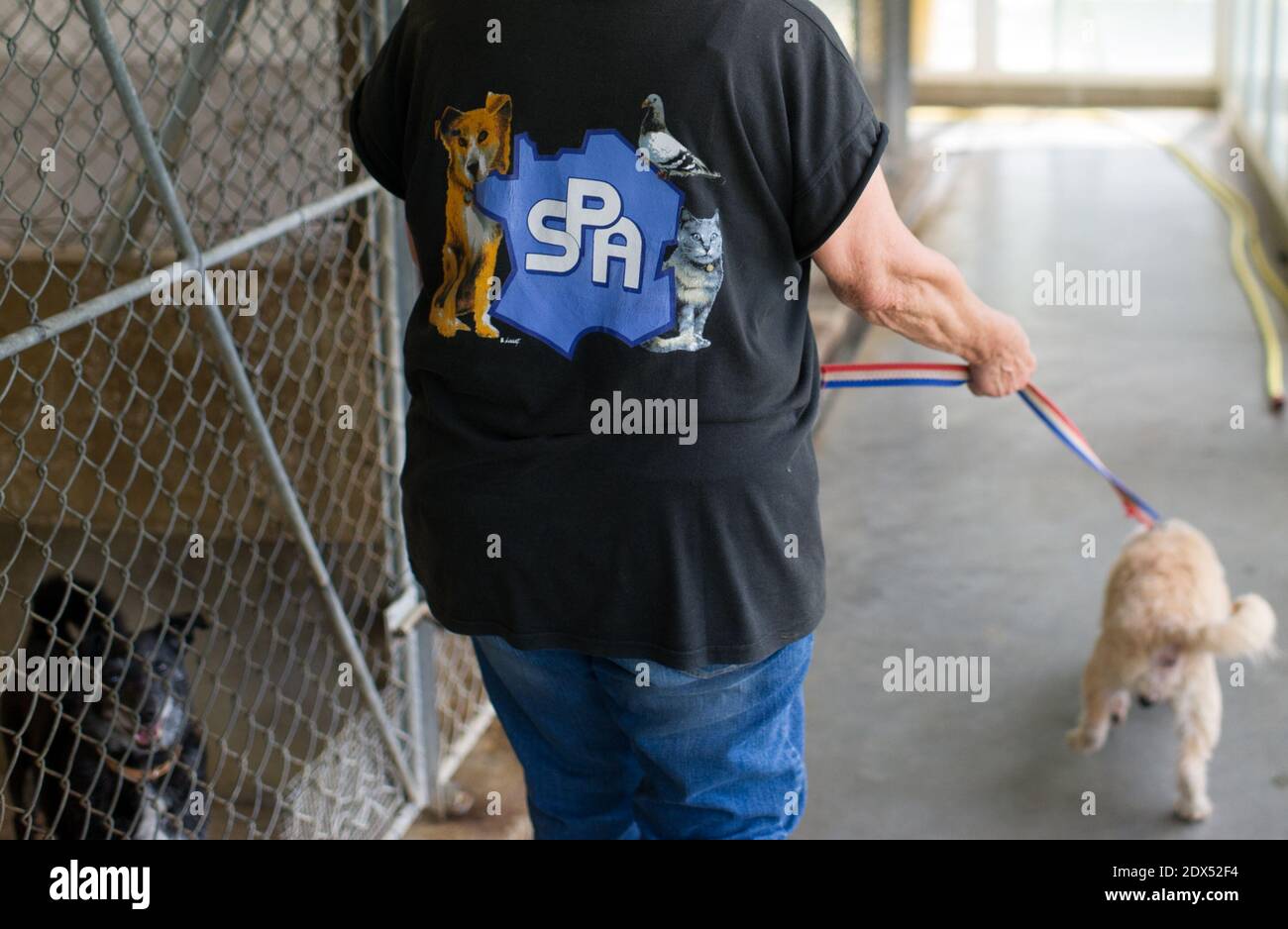 Cats and Dogs at SPA (animal protection association) shelter In Orgeval ...