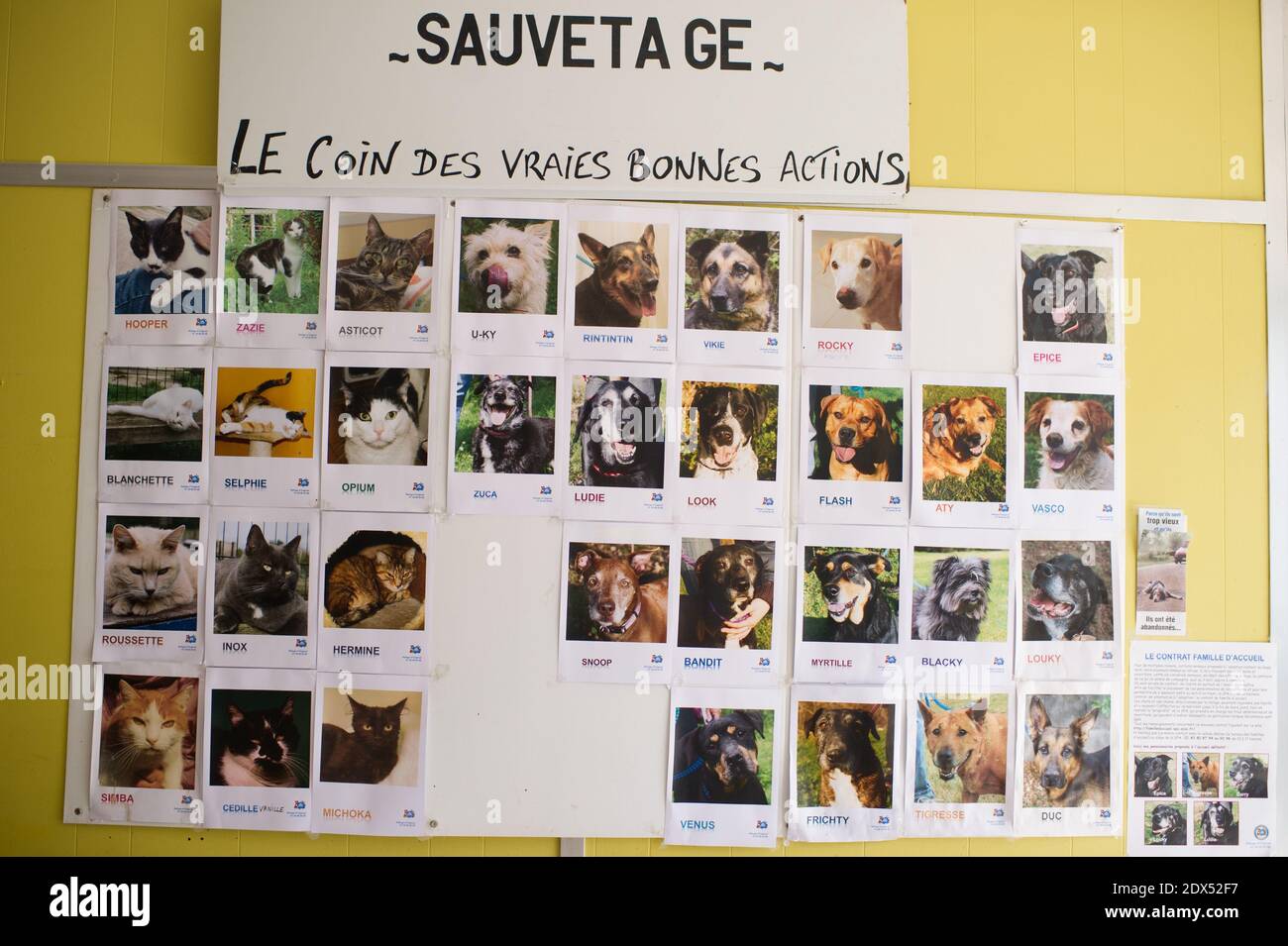 Cats and Dogs at SPA (animal protection association) shelter In Orgeval ...