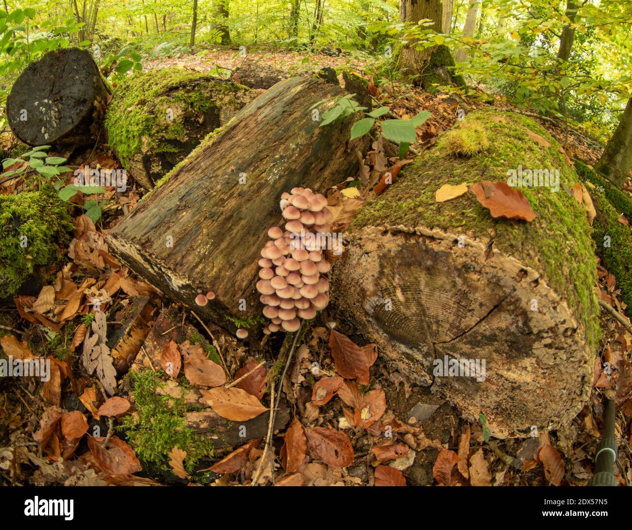 Temperate Deciduous Forest Decomposers