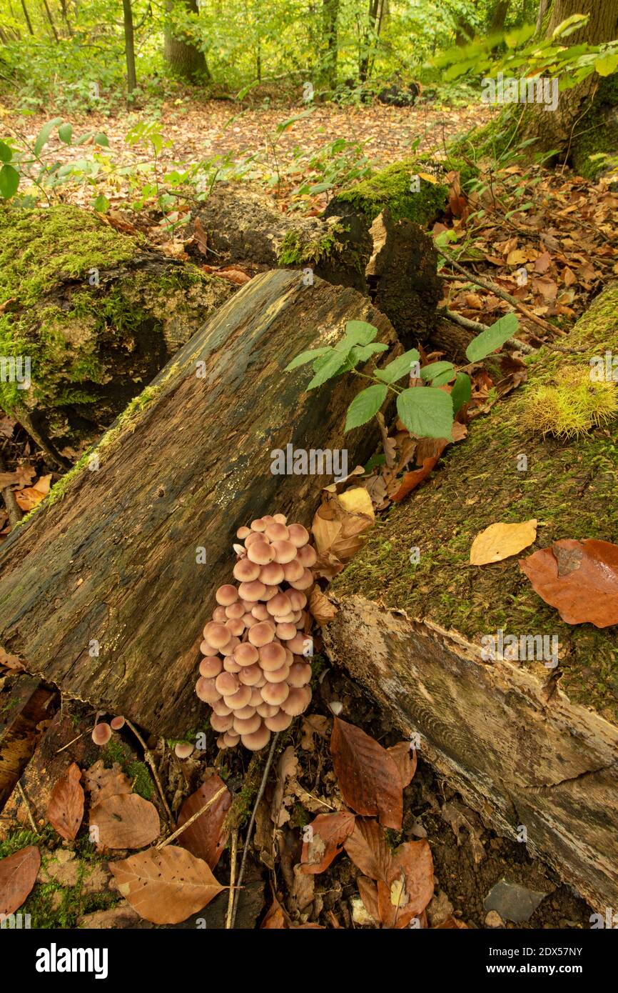 Deciduous Forest Decomposers