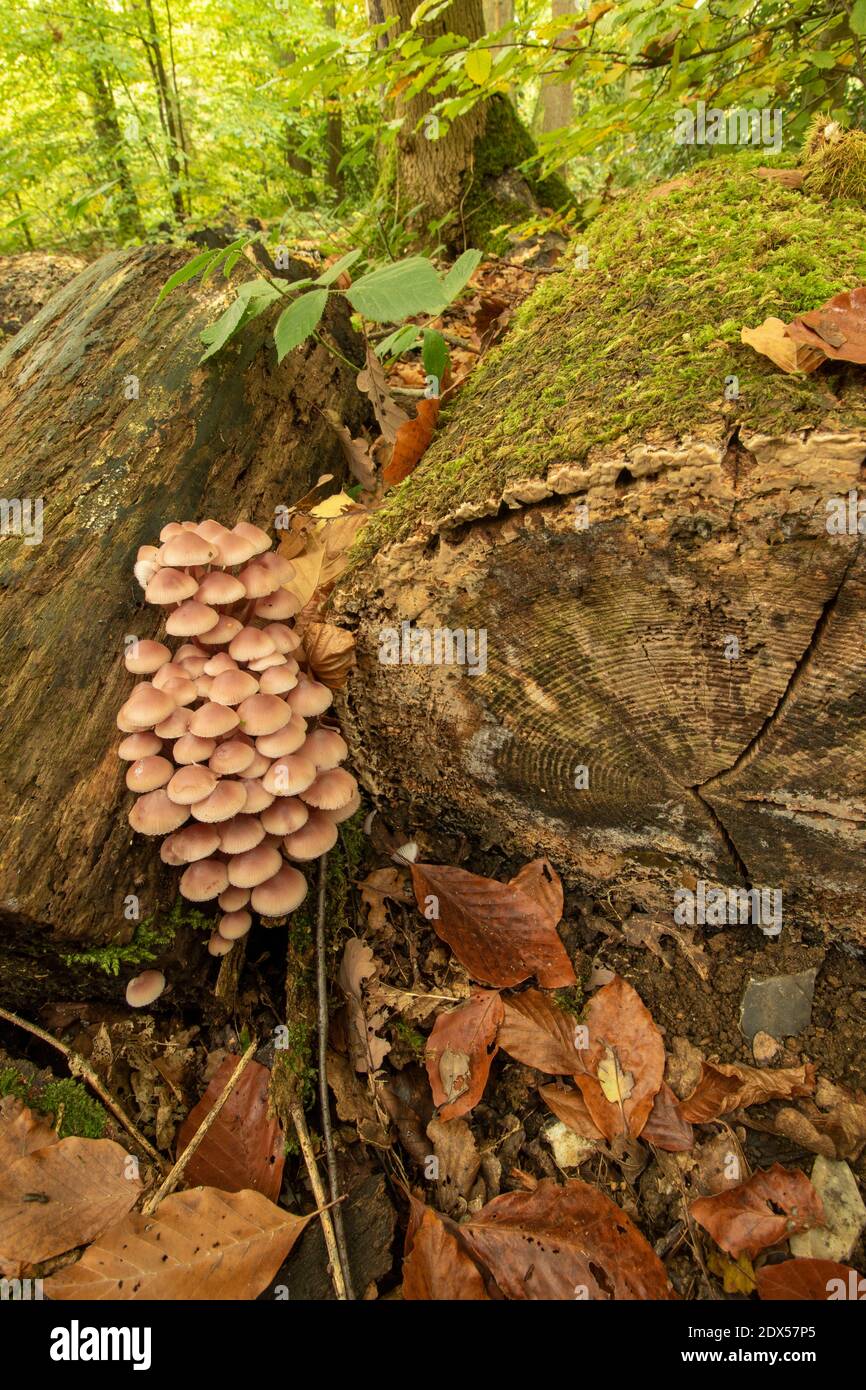 British woodland fungi in their natural environment, decomposers at ...