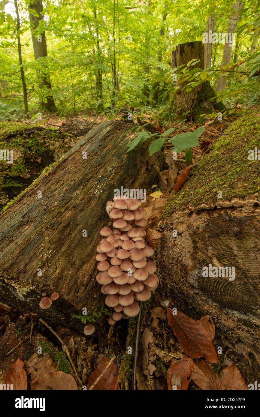 Autumnal leaf colour landscape in a Surrey woodland showing both fallen ...