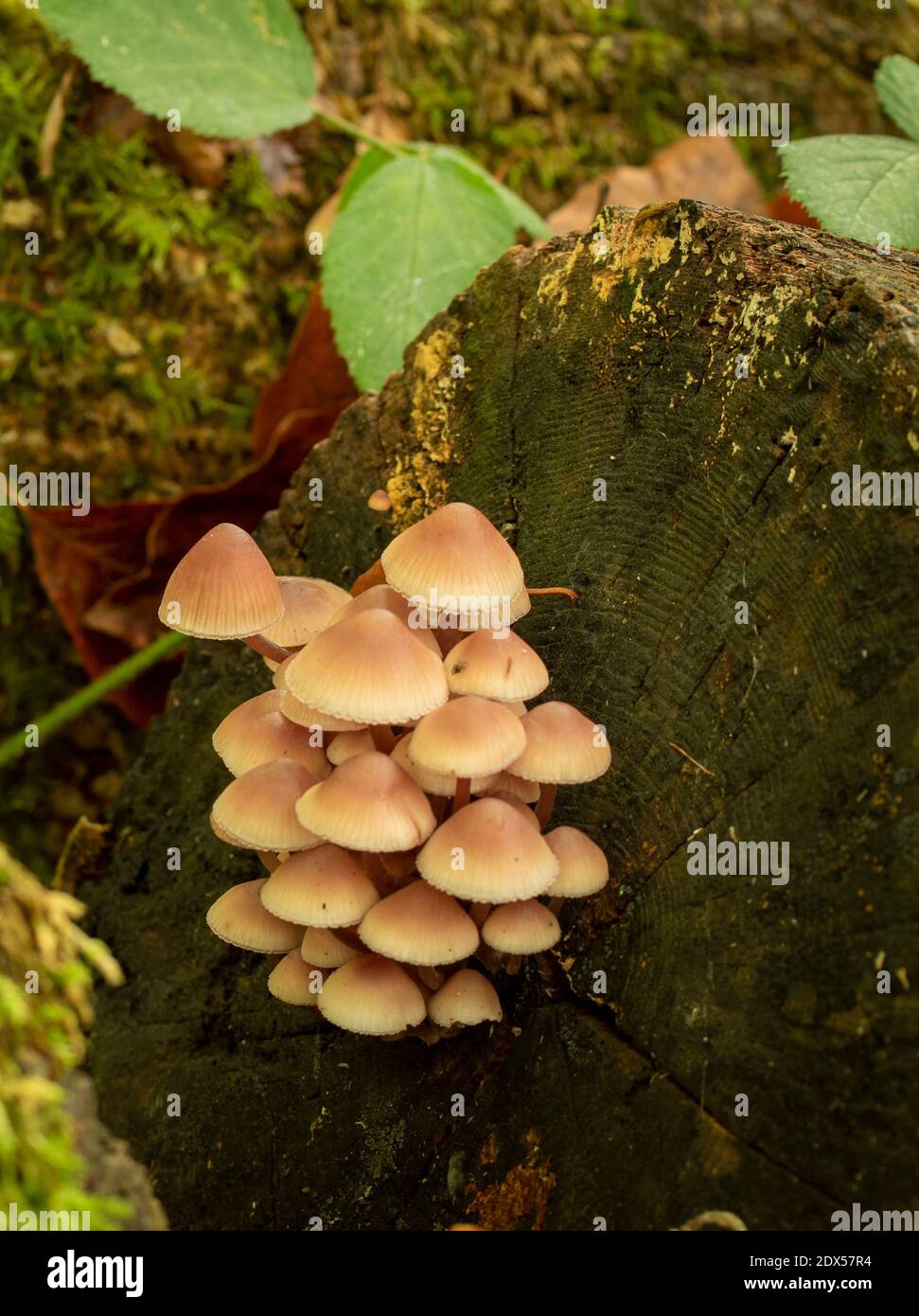 British woodland fungi in their natural environment, decomposers at ...