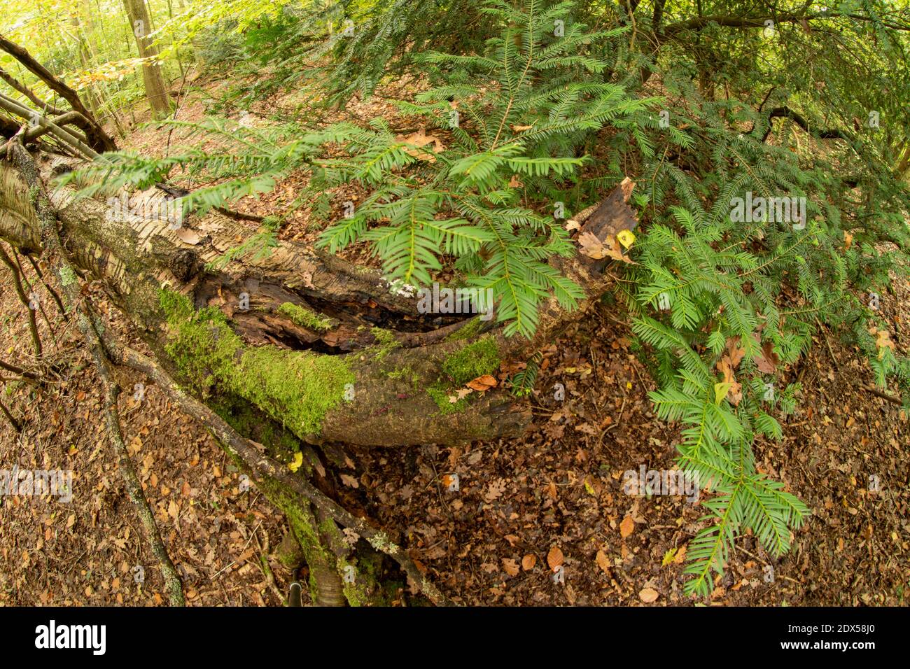 Autumnal leaf colour landscape in a Surrey woodland showing both fallen ...