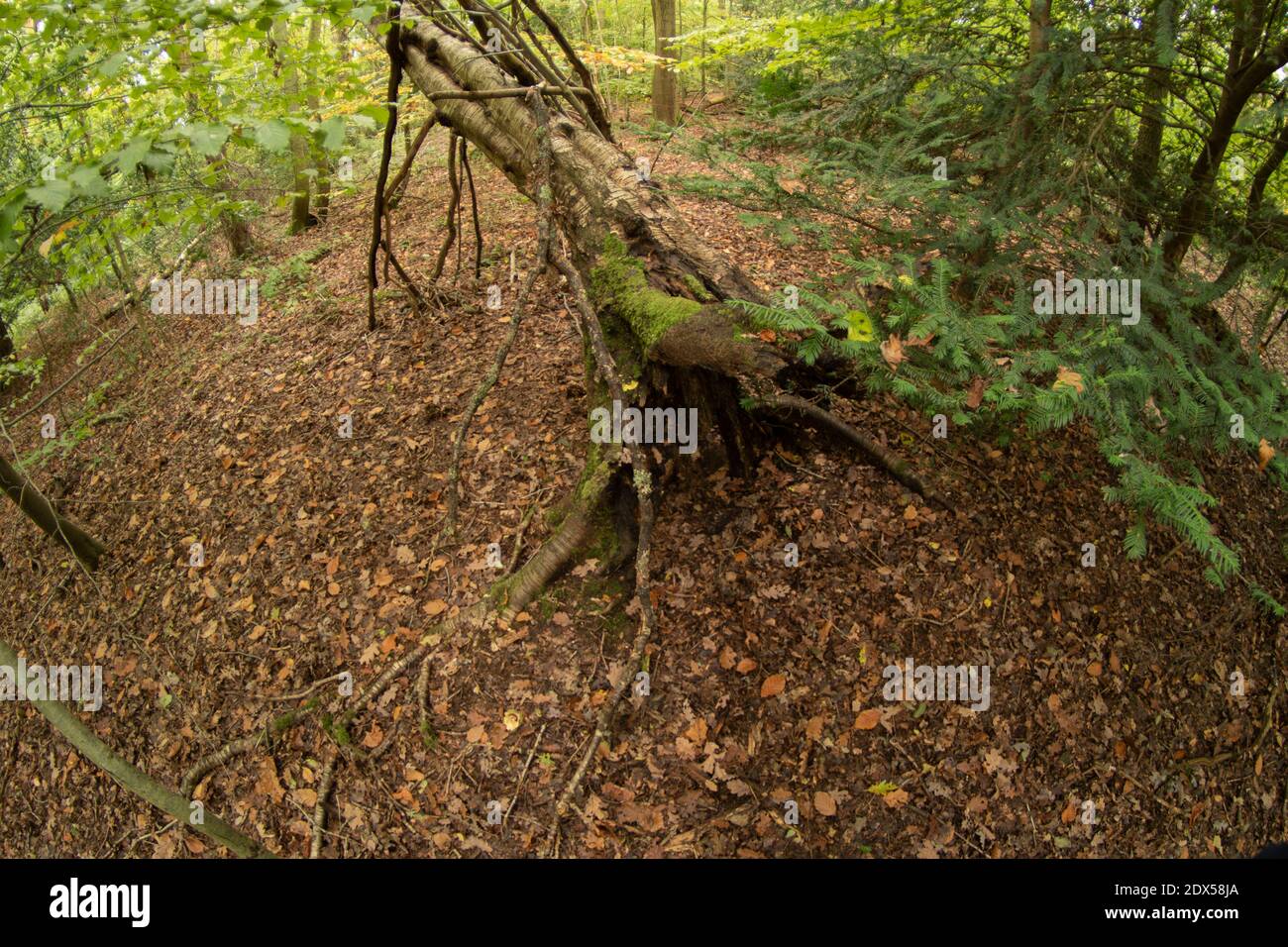 Autumnal leaf colour landscape in a Surrey woodland showing both fallen ...