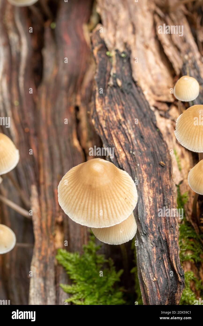 British woodland fungi in their natural environment, decomposers at ...
