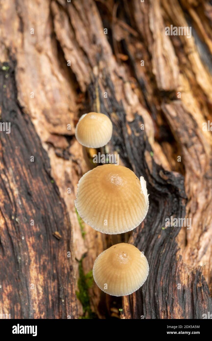 Fungi, symbolic of colourful patterns in nature, decay and death Stock ...
