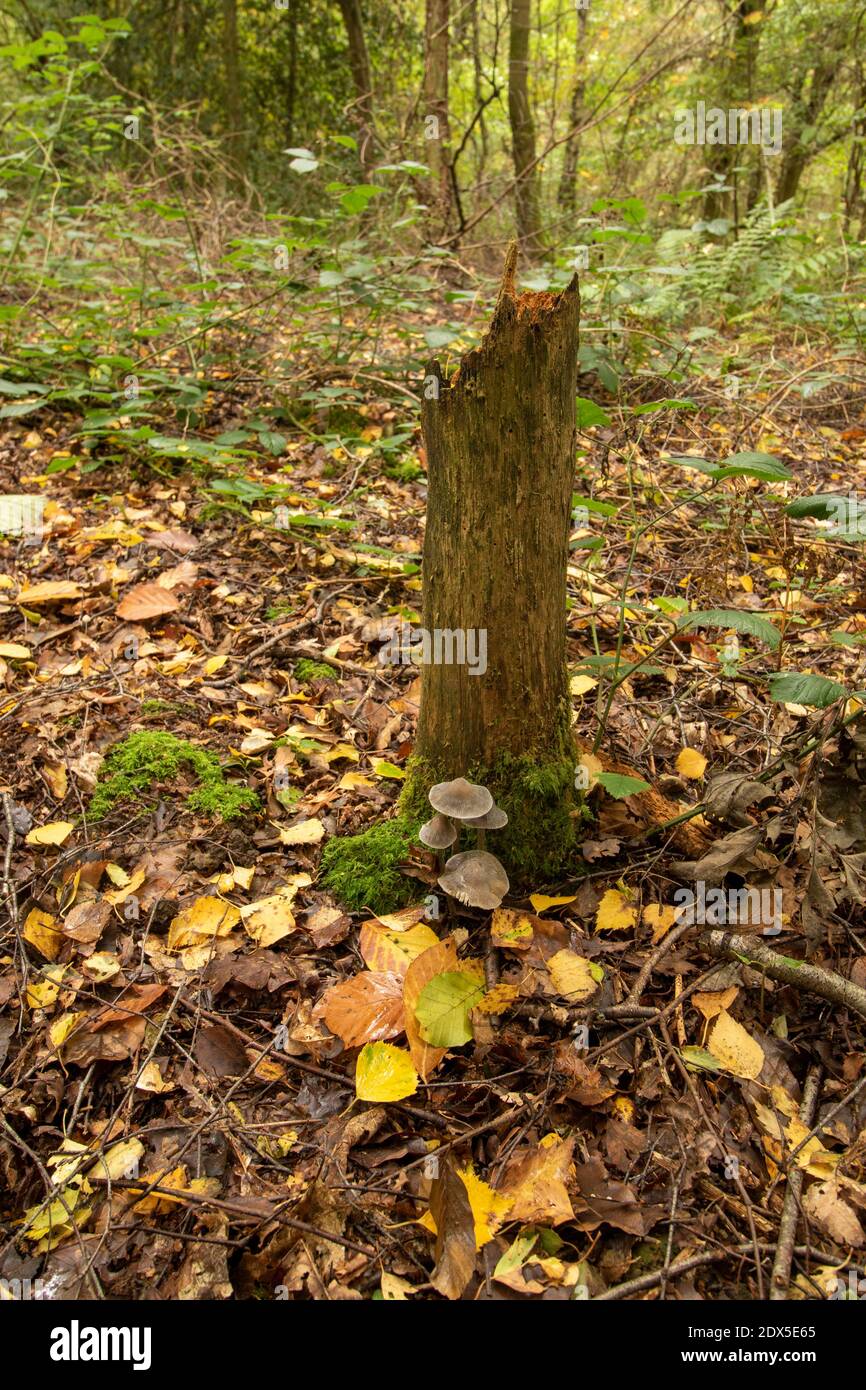 Autumnal leaf colour landscape in a Surrey woodland showing both fallen ...