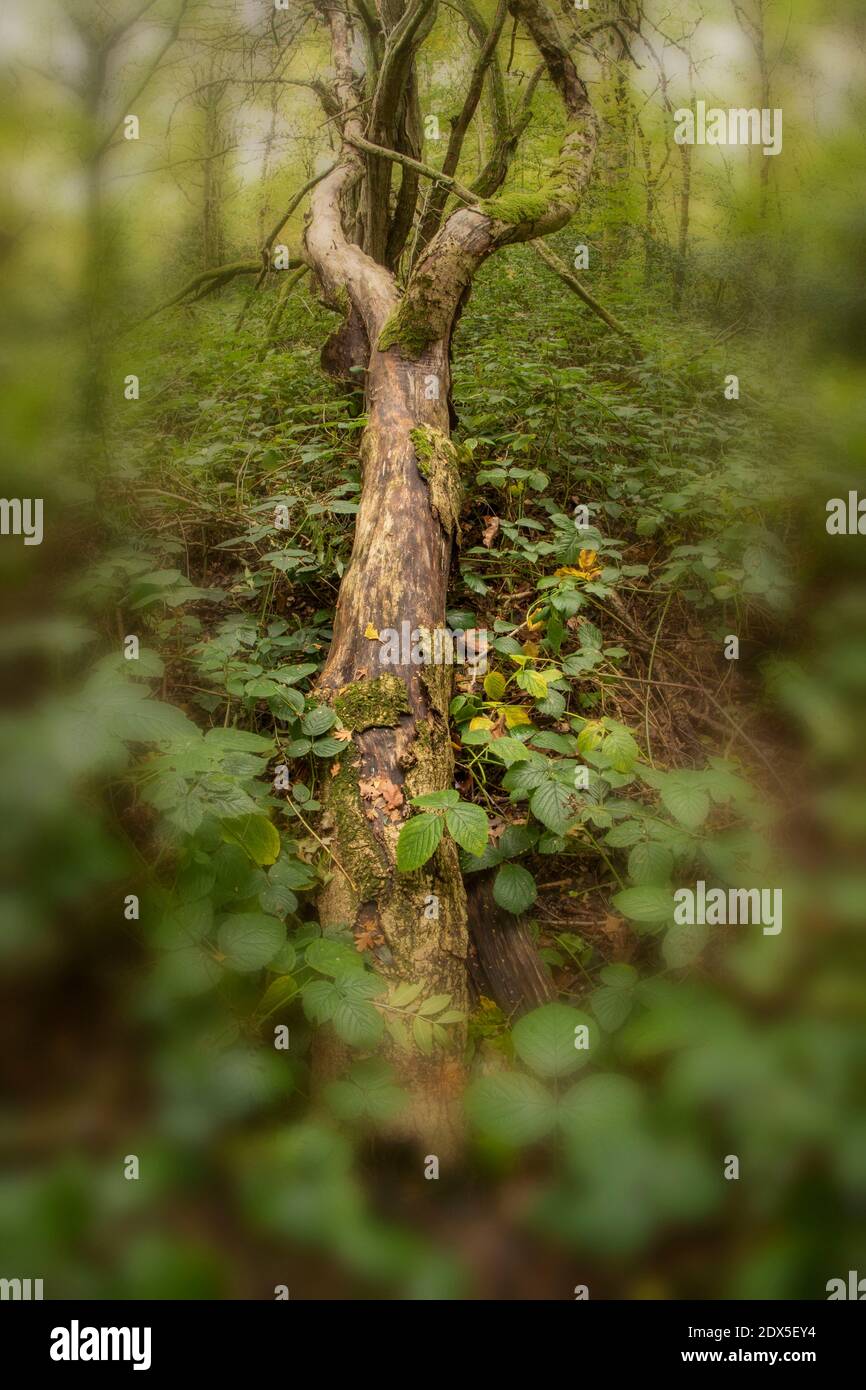 Autumnal leaf colour landscape in a Surrey woodland showing both fallen ...