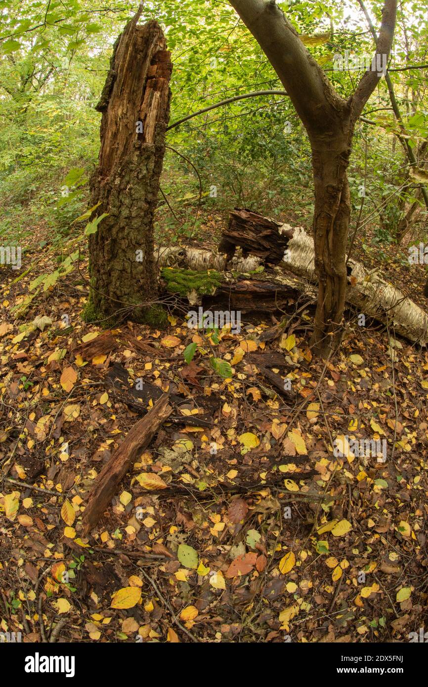 Autumnal leaf colour landscape in a Surrey woodland showing both fallen ...