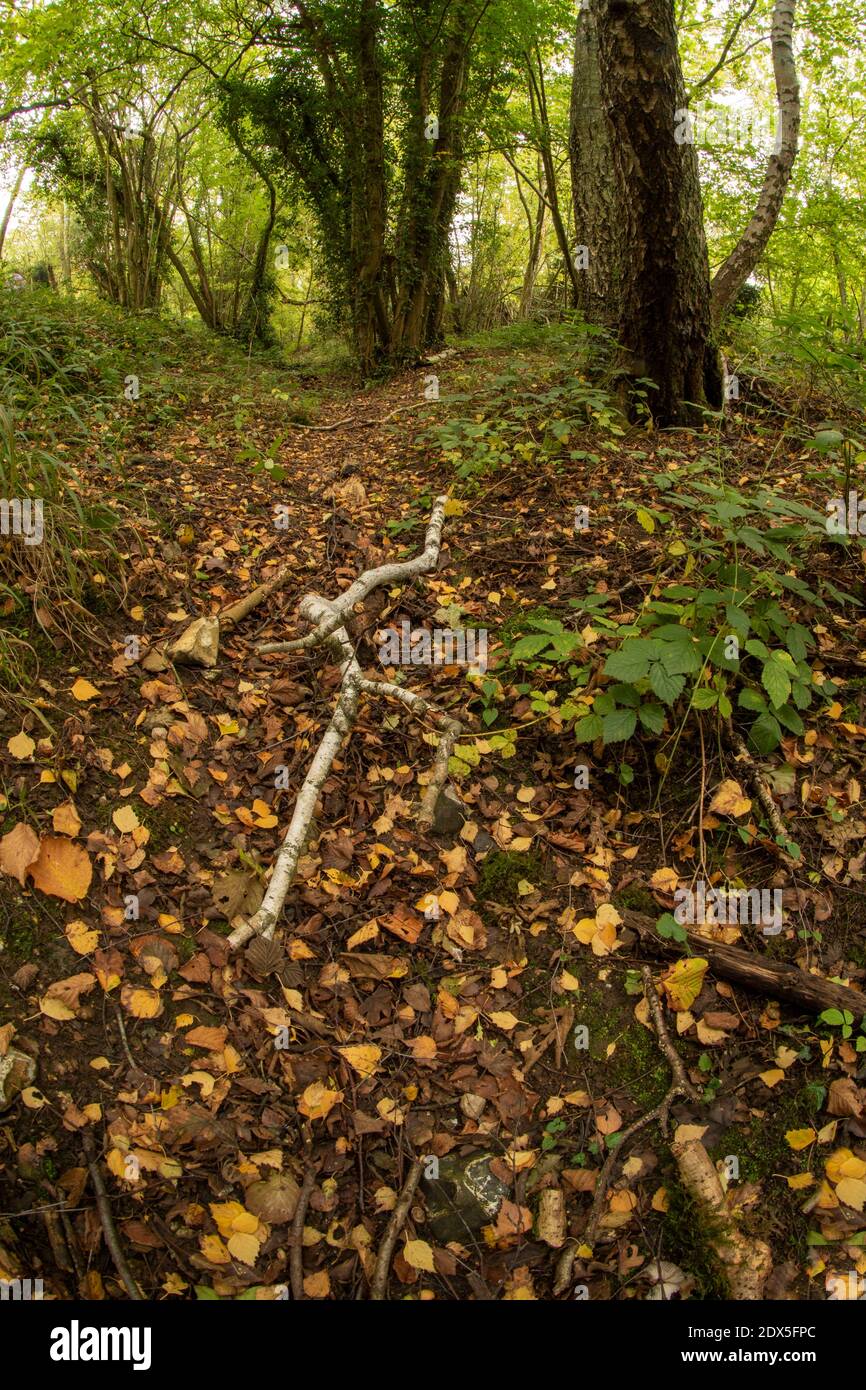 Autumnal leaf colour landscape in a Surrey woodland showing both fallen ...