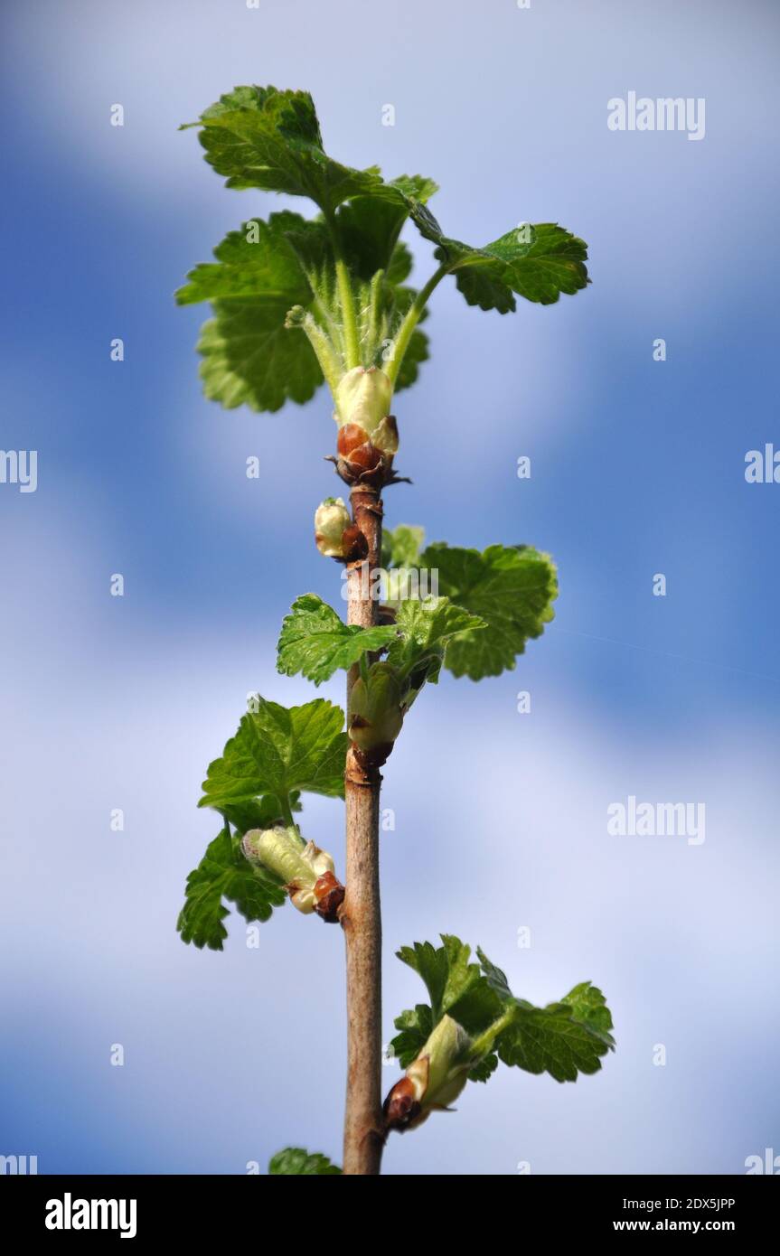 The Diversity And Beauty Of Nature Stock Photo - Alamy