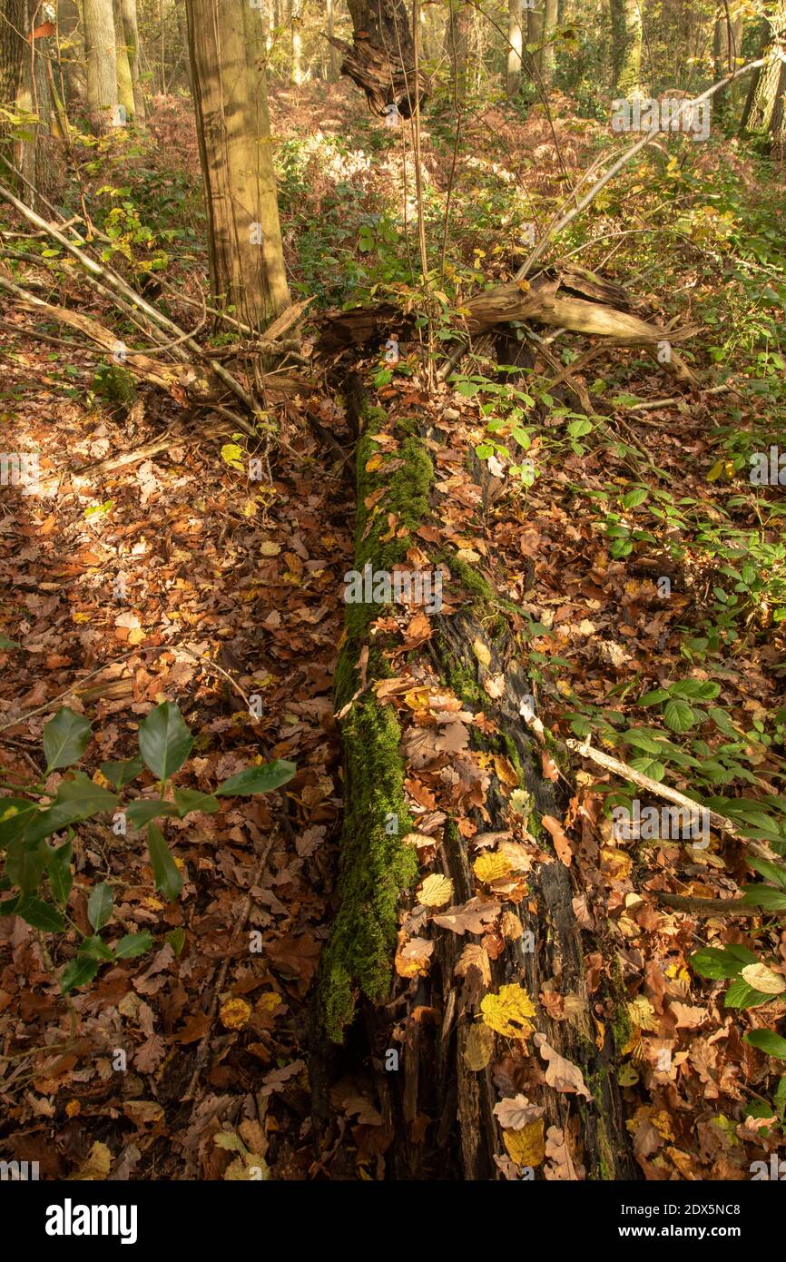 Autumnal leaf colour landscape in a Surrey woodland showing both fallen ...