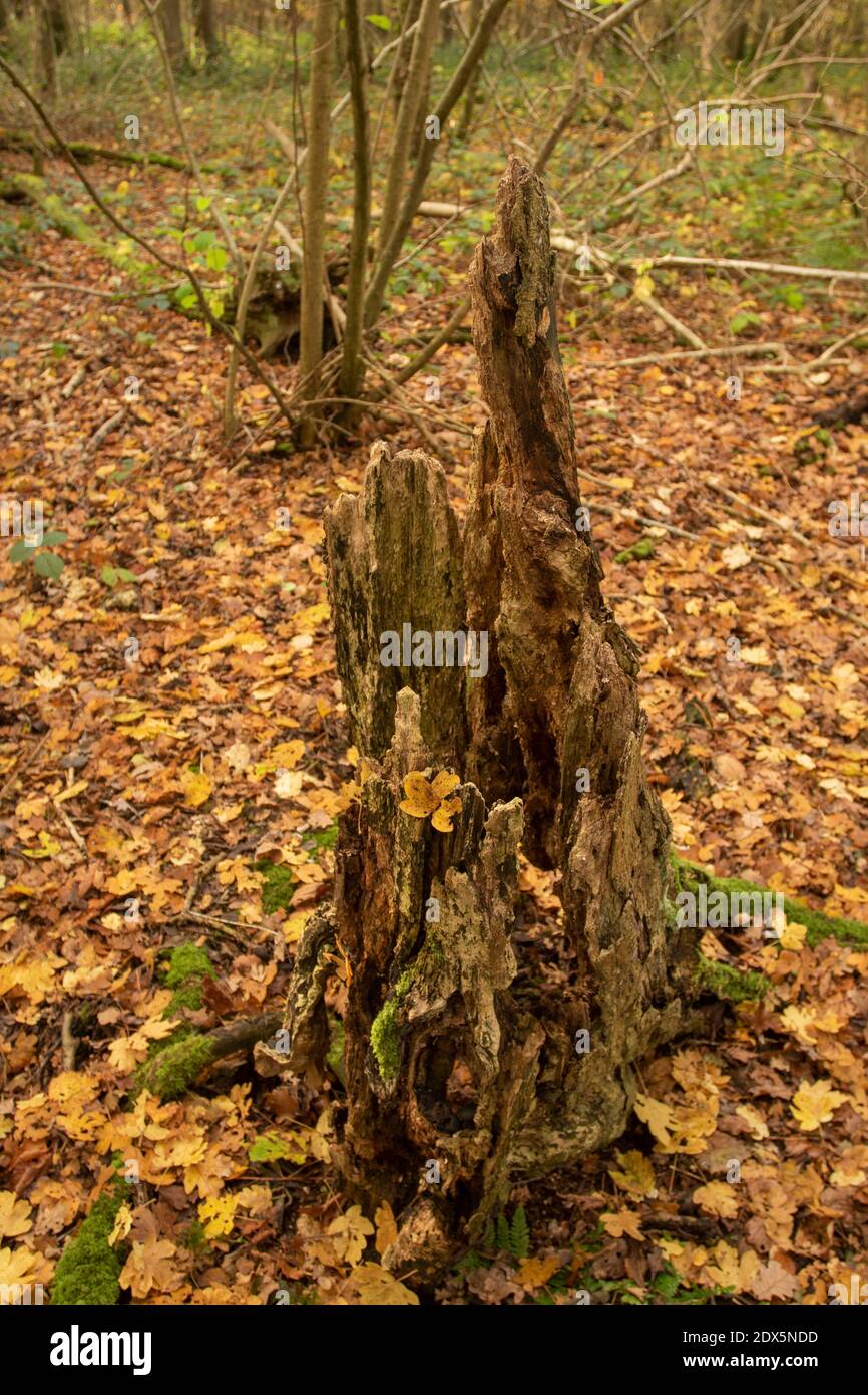 Autumnal leaf colour landscape in a Surrey woodland showing both fallen ...