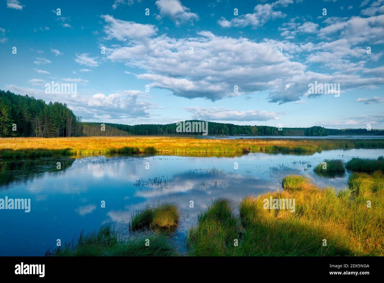 Summer landscape, forest trees are reflected in calm river water ...