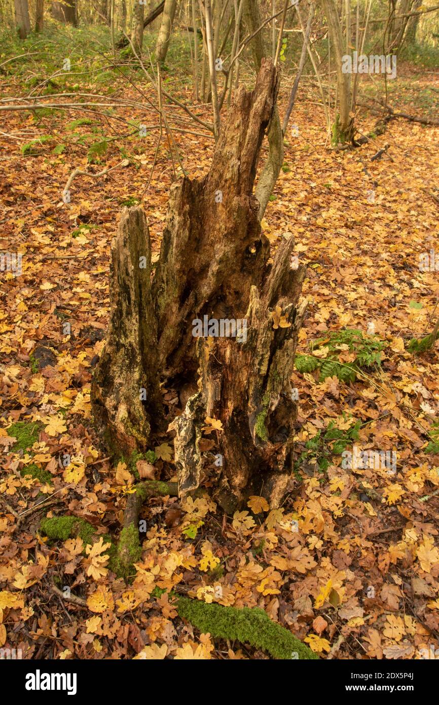 Autumnal leaf colour landscape in a Surrey woodland showing both fallen ...