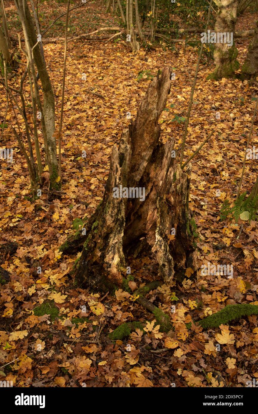 Autumnal leaf colour landscape in a Surrey woodland showing both fallen ...