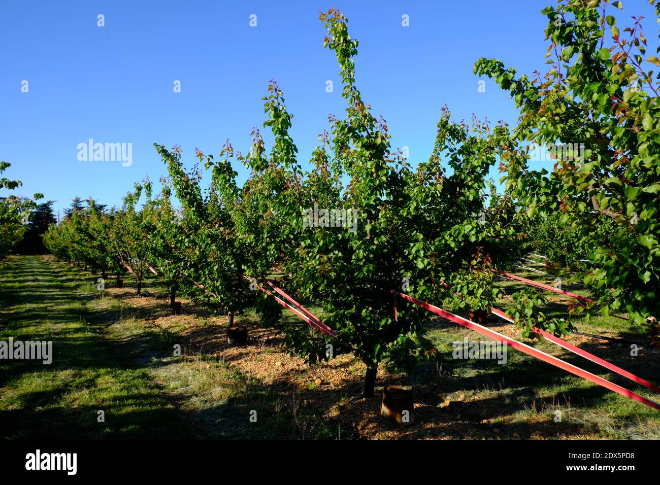 Rubber bands large hi-res stock photography and images - Alamy
