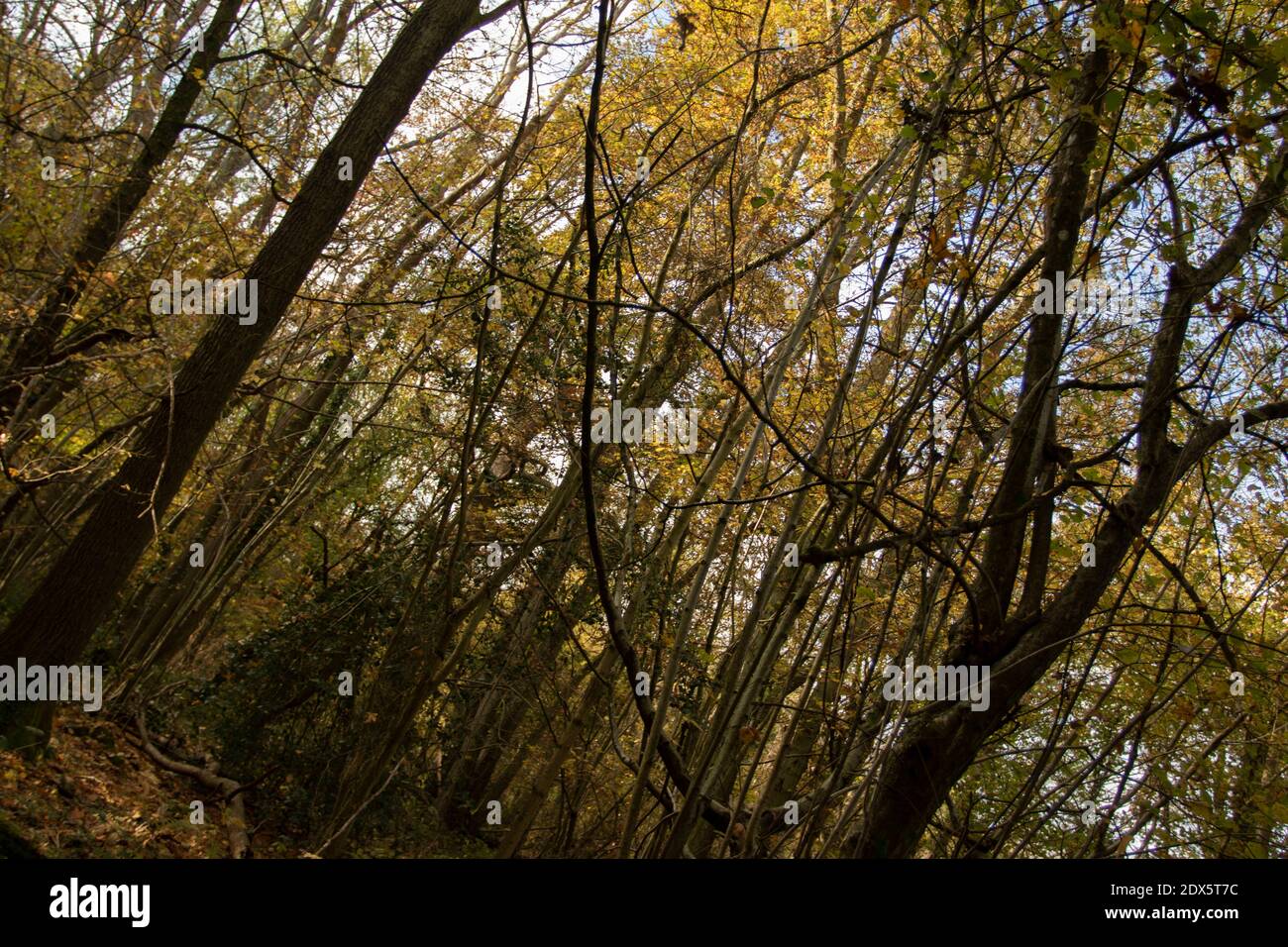 Autumnal leaf colour landscape in a Surrey woodland showing both fallen ...