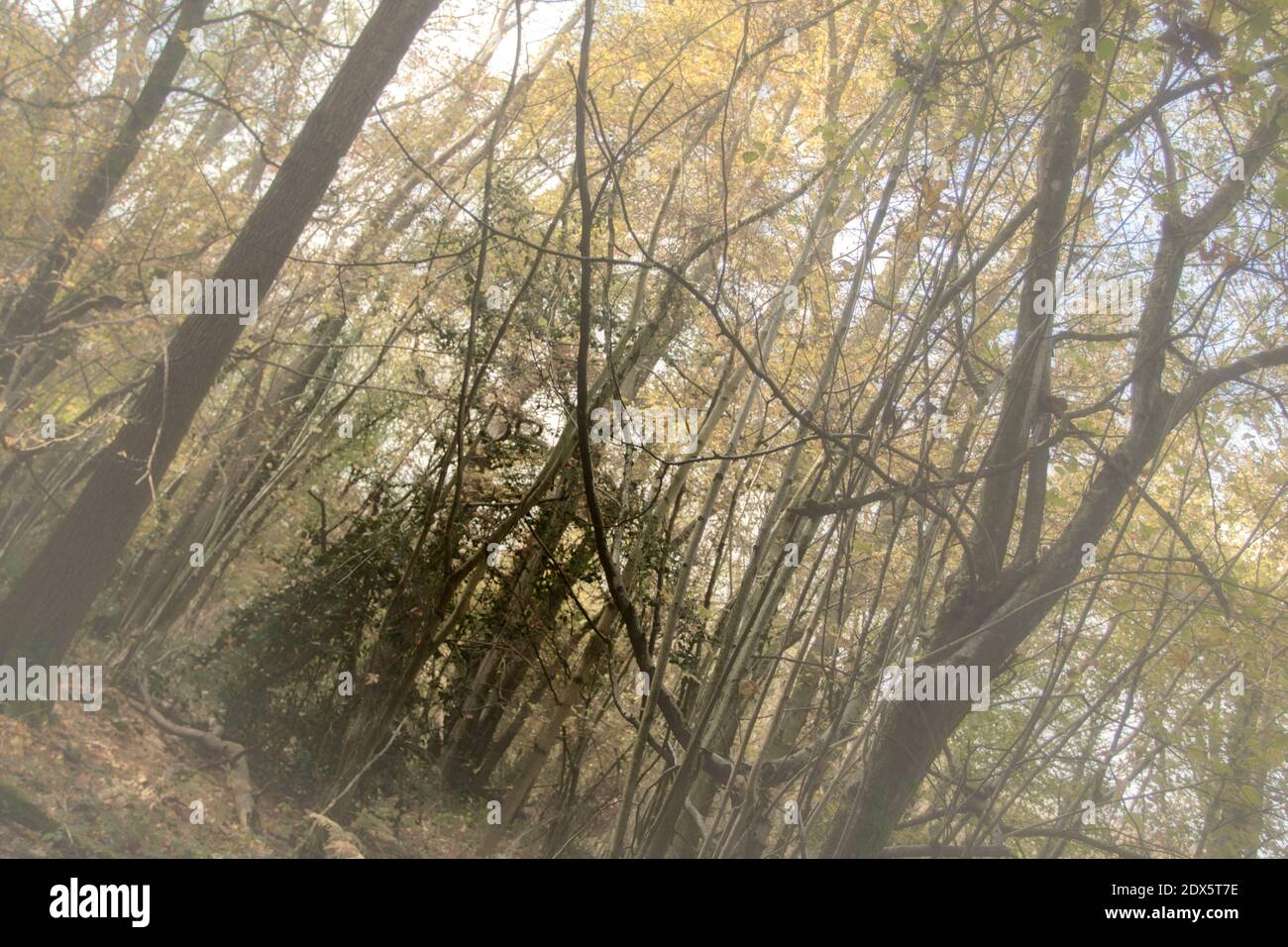 Autumnal leaf colour landscape in a Surrey woodland showing both fallen ...