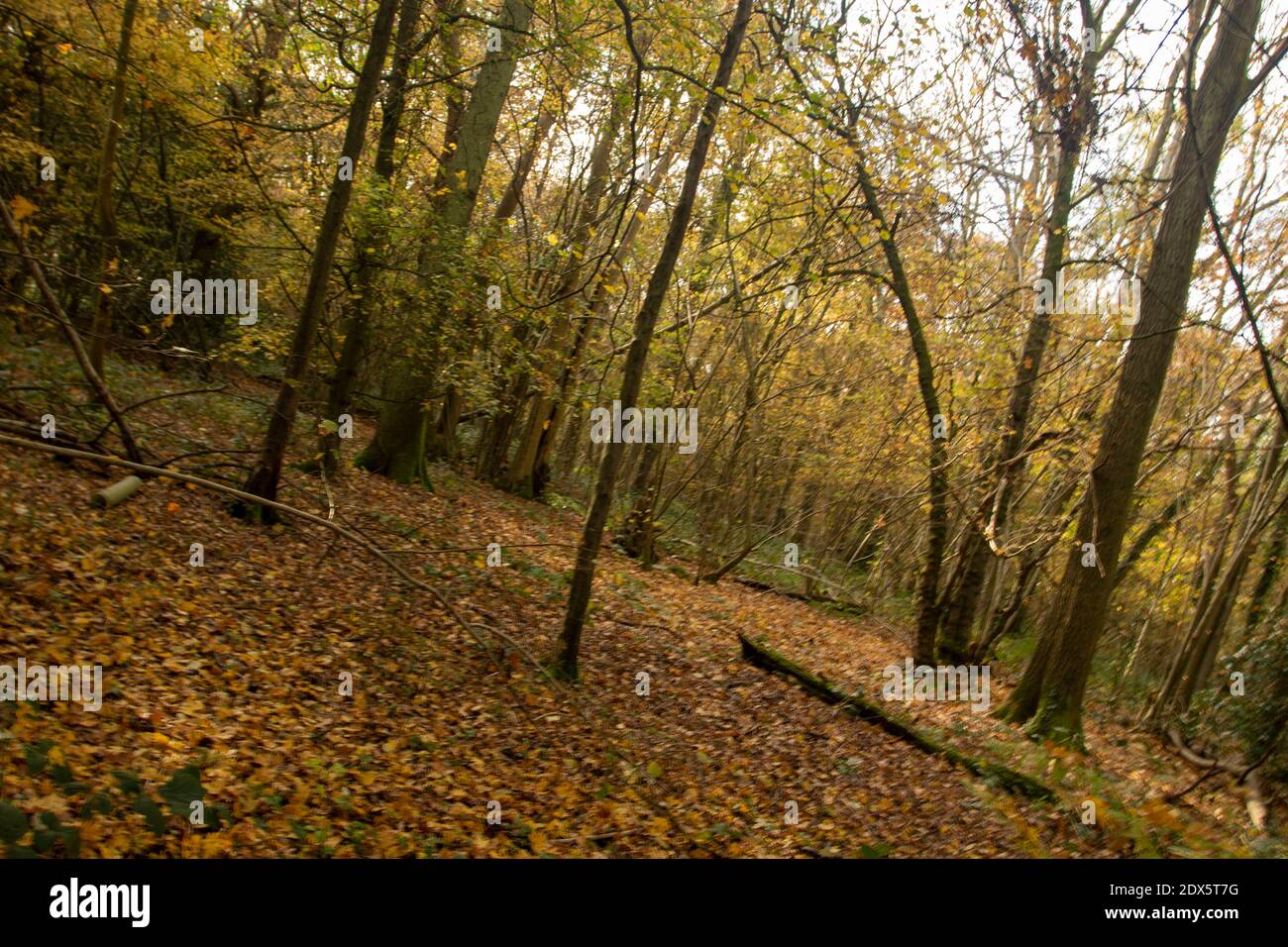 Autumnal leaf colour landscape in a Surrey woodland showing both fallen ...