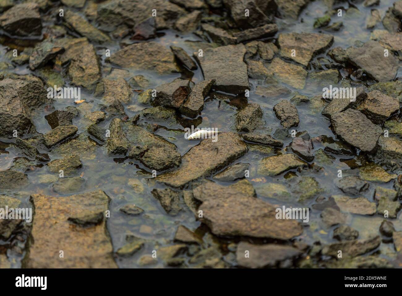 fish trapped between the rocks on the bank of the river after the water ...