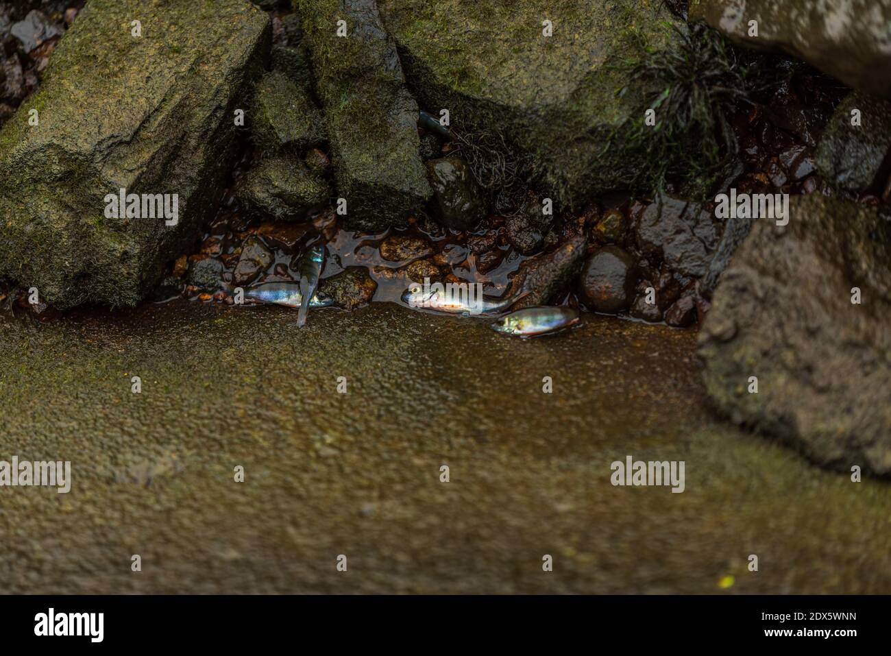 fish trapped between the rocks on the bank of the river after the water ...