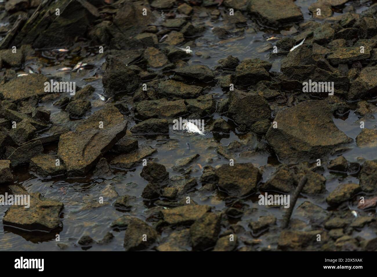 fish trapped between the rocks on the bank of the river after the water ...