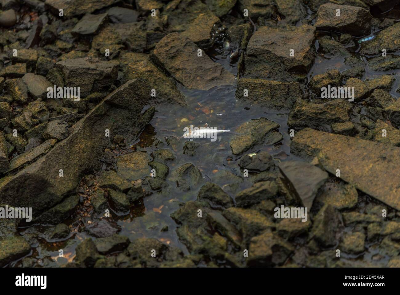 fish trapped between the rocks on the bank of the river after the water ...