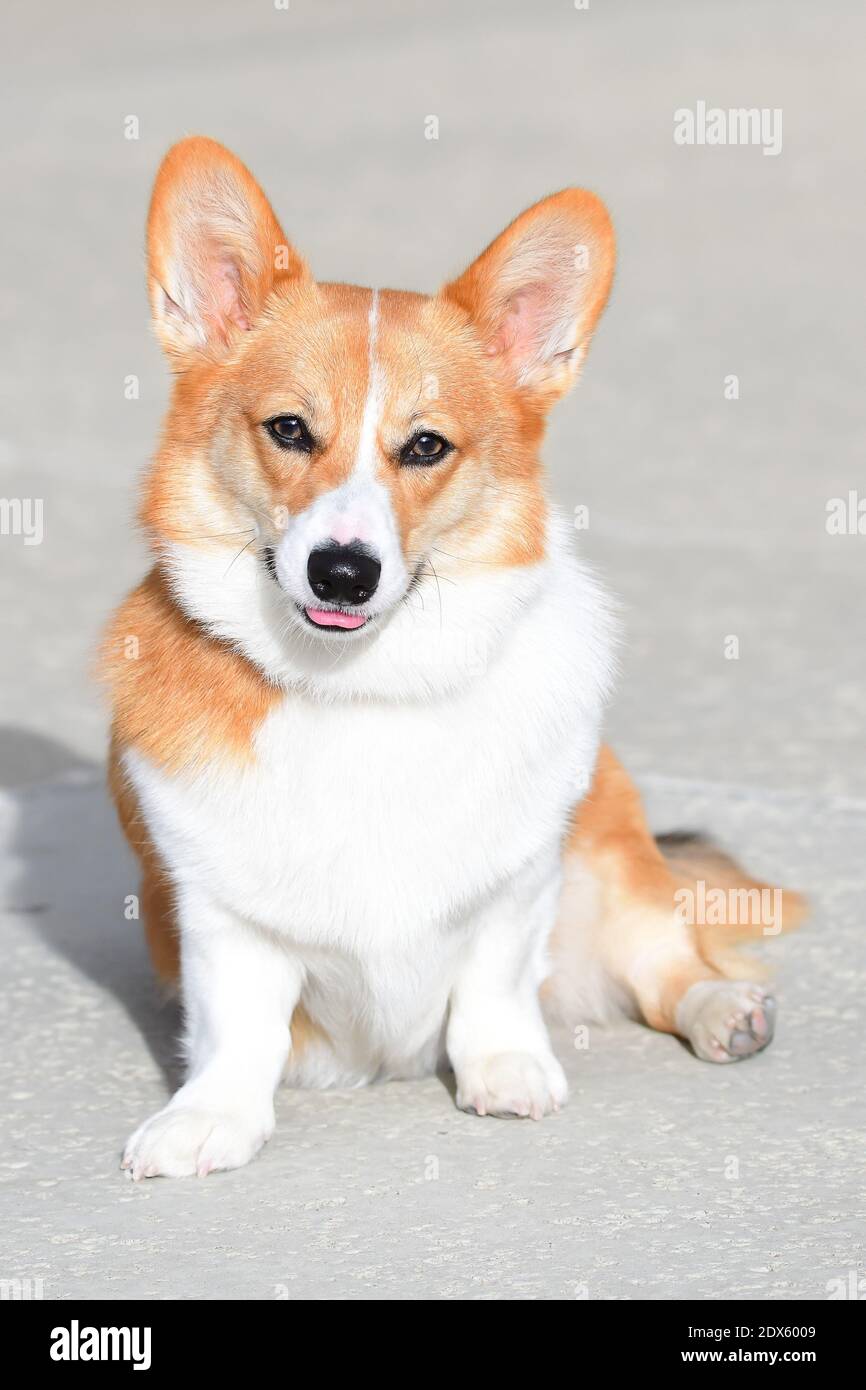Young Welsh Corgi in the Sun Stock Photo - Alamy