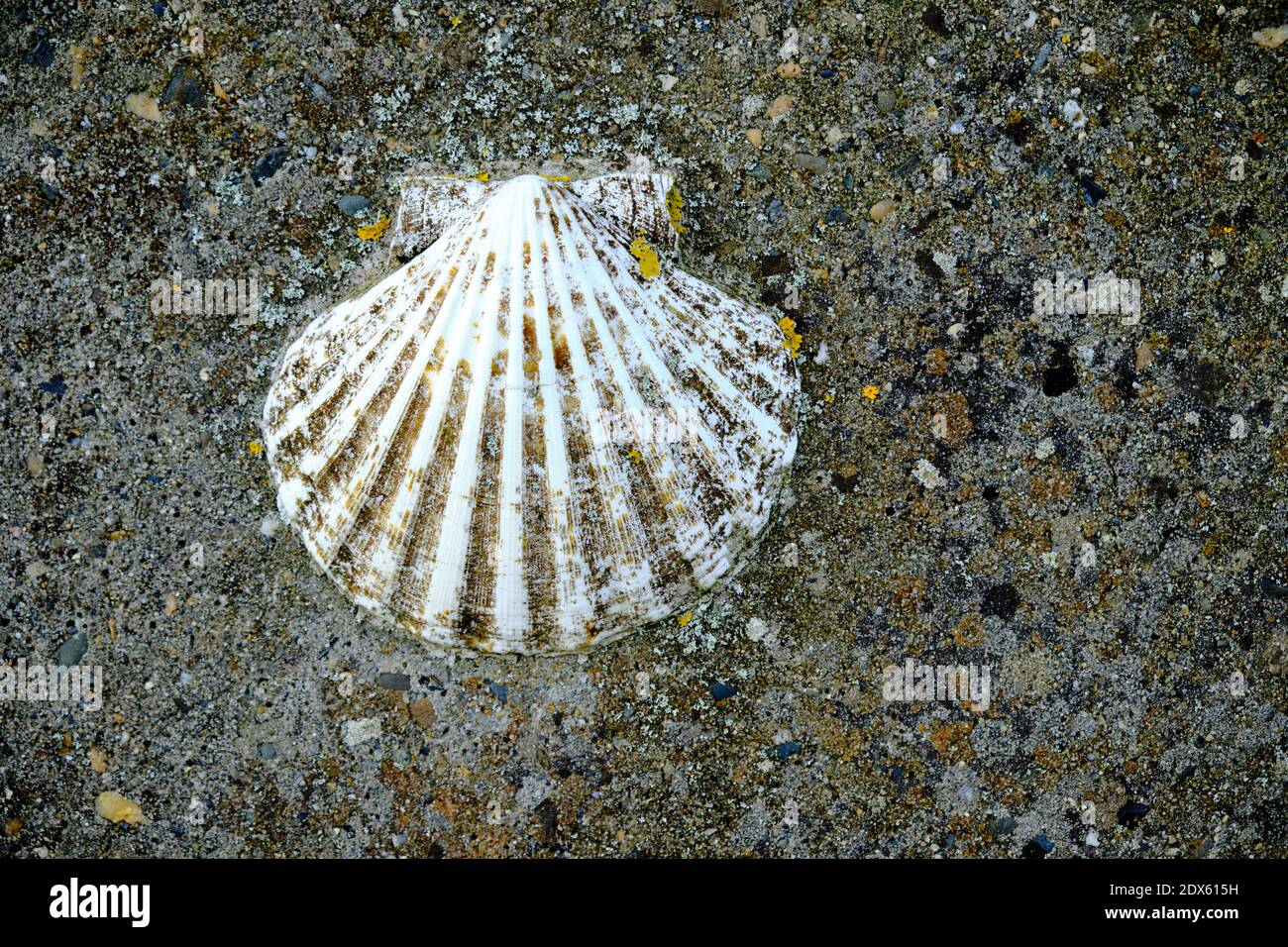Scallop sea shell imbedded in rocky surface Stock Photo - Alamy