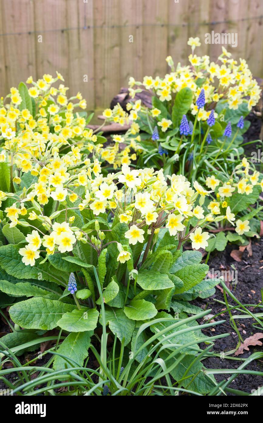 Wild Primroses Uk High Resolution Stock Photography and Images - Alamy