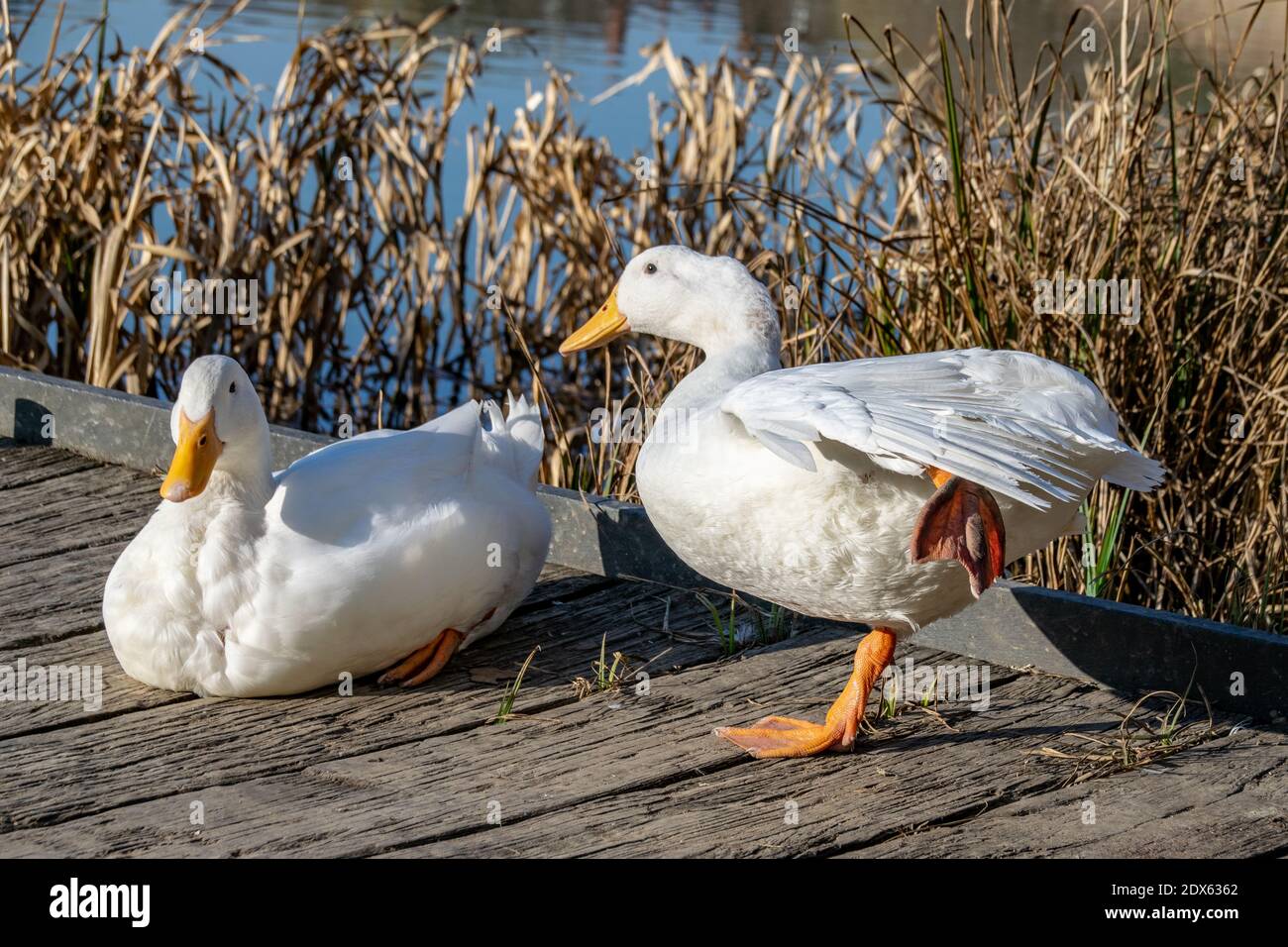 Duck stretching foot hi-res stock photography and images - Alamy