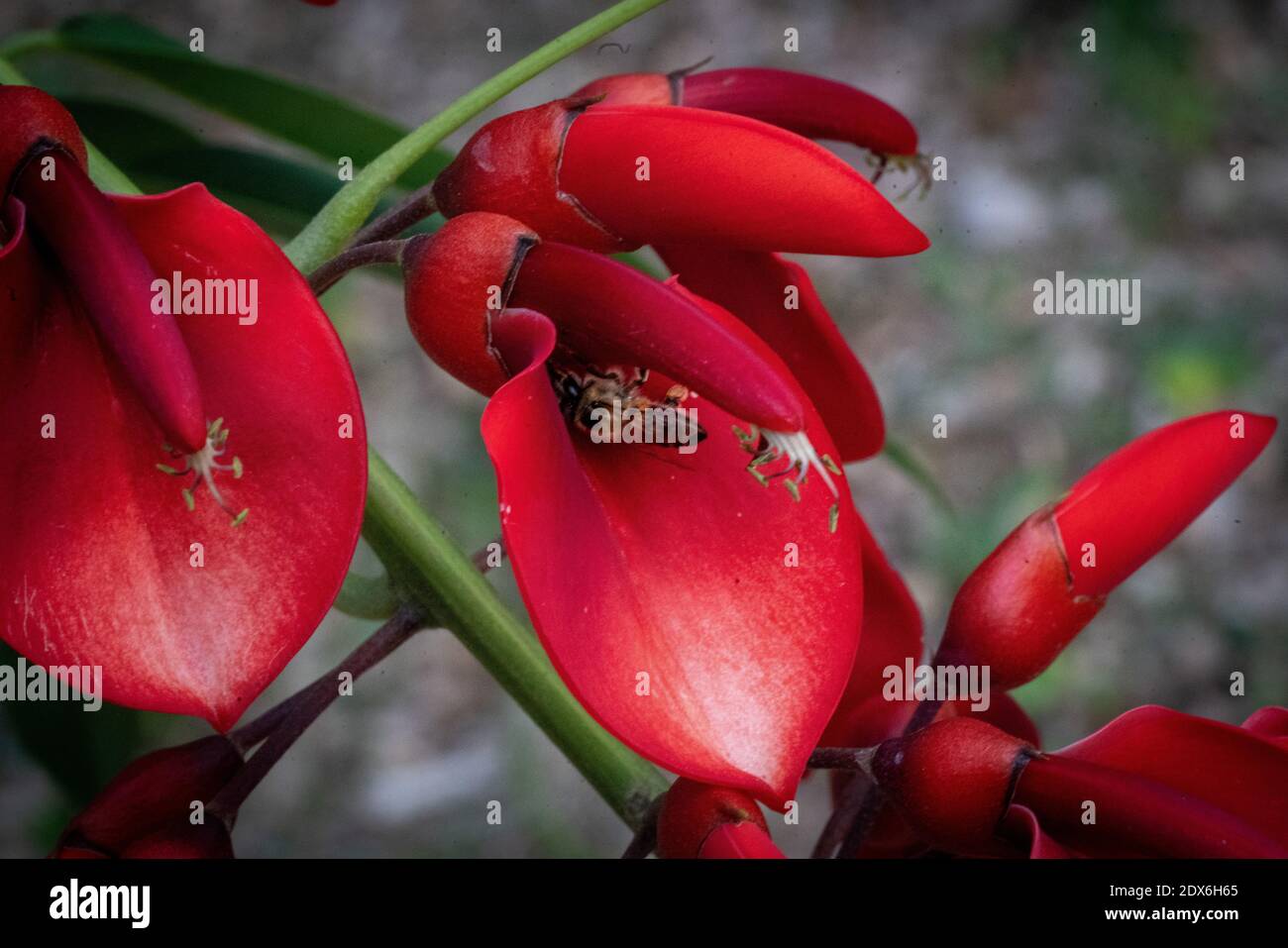 Ceibo Tree in Flower. National Flower of the Argentine Republic Stock ...