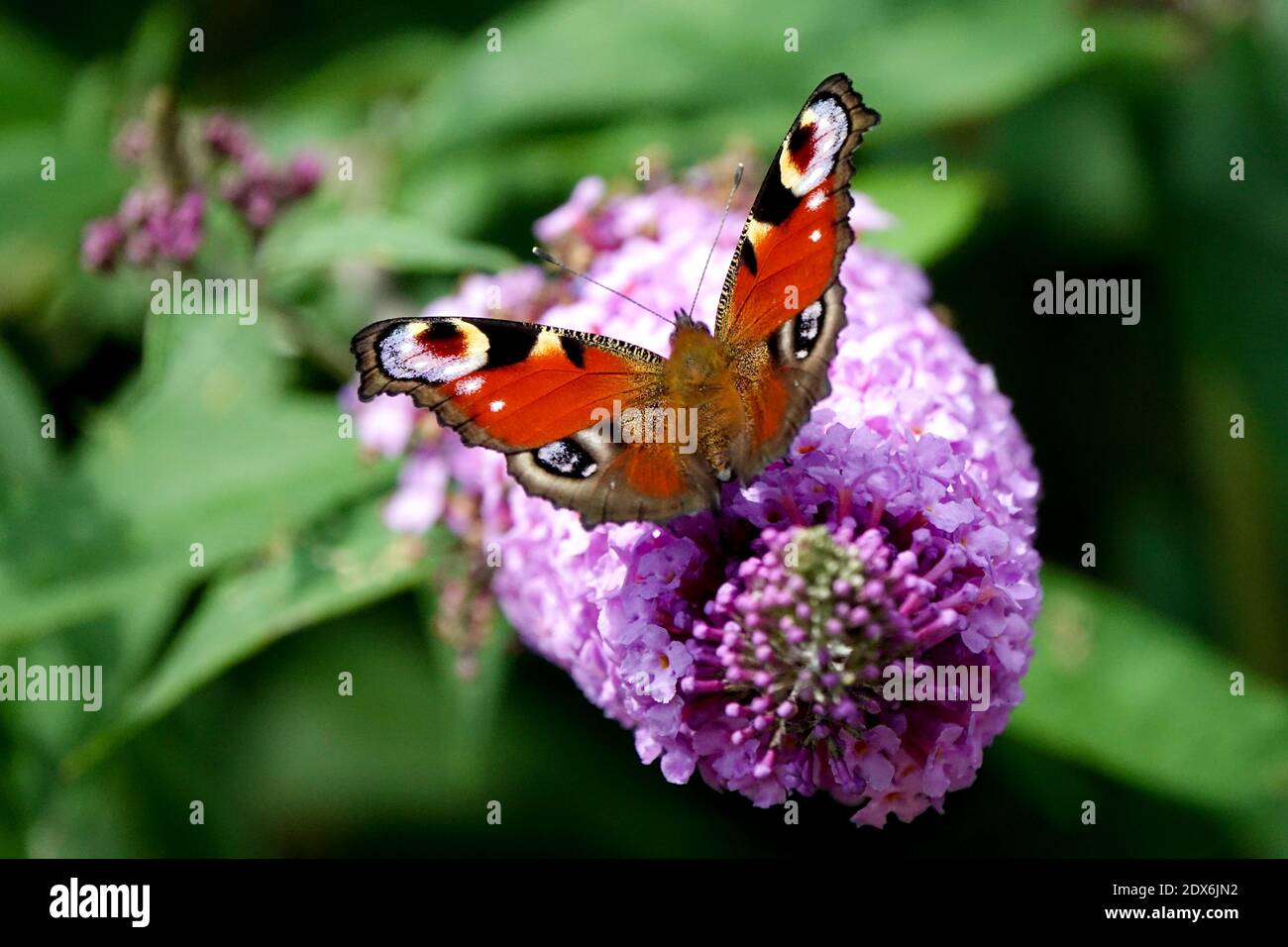 Aglais Io Peacock butterfly on Buddleia flower Stock Photo - Alamy
