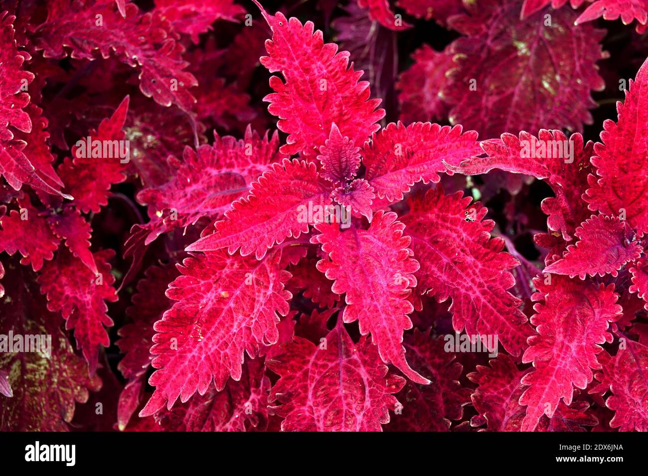Coleus red plant hi-res stock photography and images - Alamy