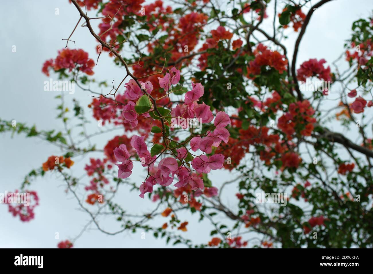 Panama cherry hi-res stock photography and images - Alamy