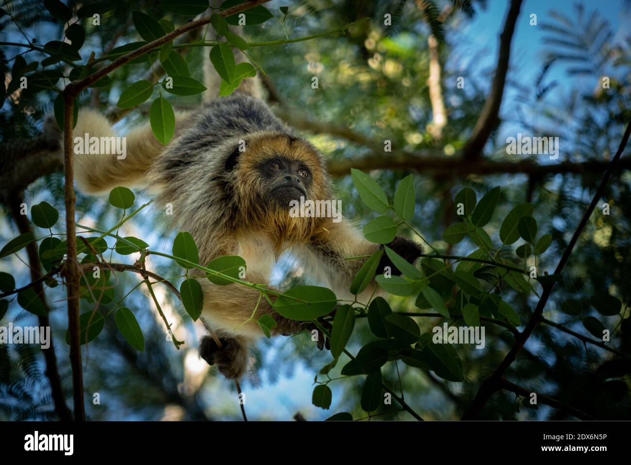 Mono Carayá, a native of South America. in the wild and natural state ...