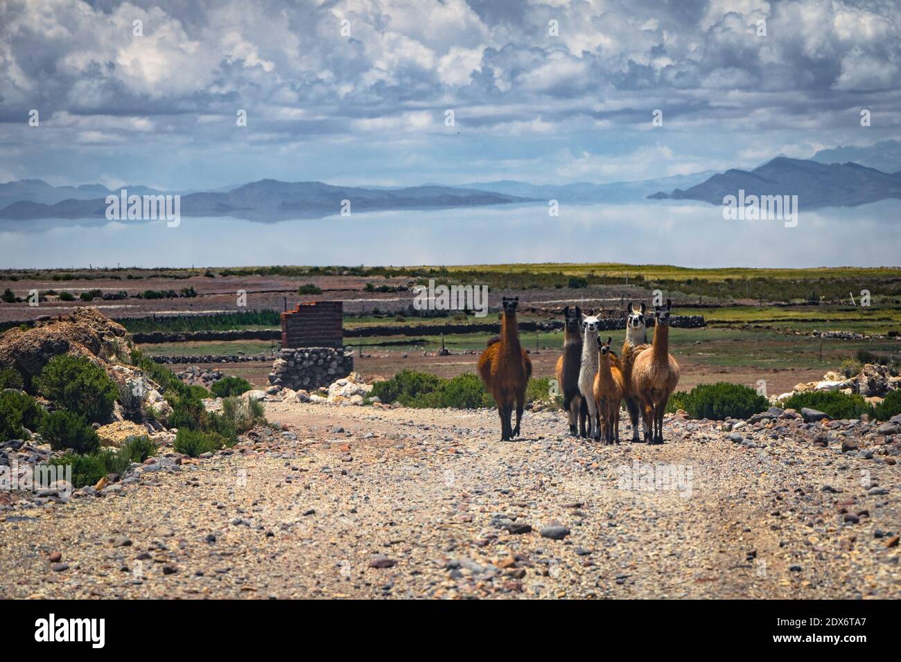 Land of lamas hi-res stock photography and images - Alamy