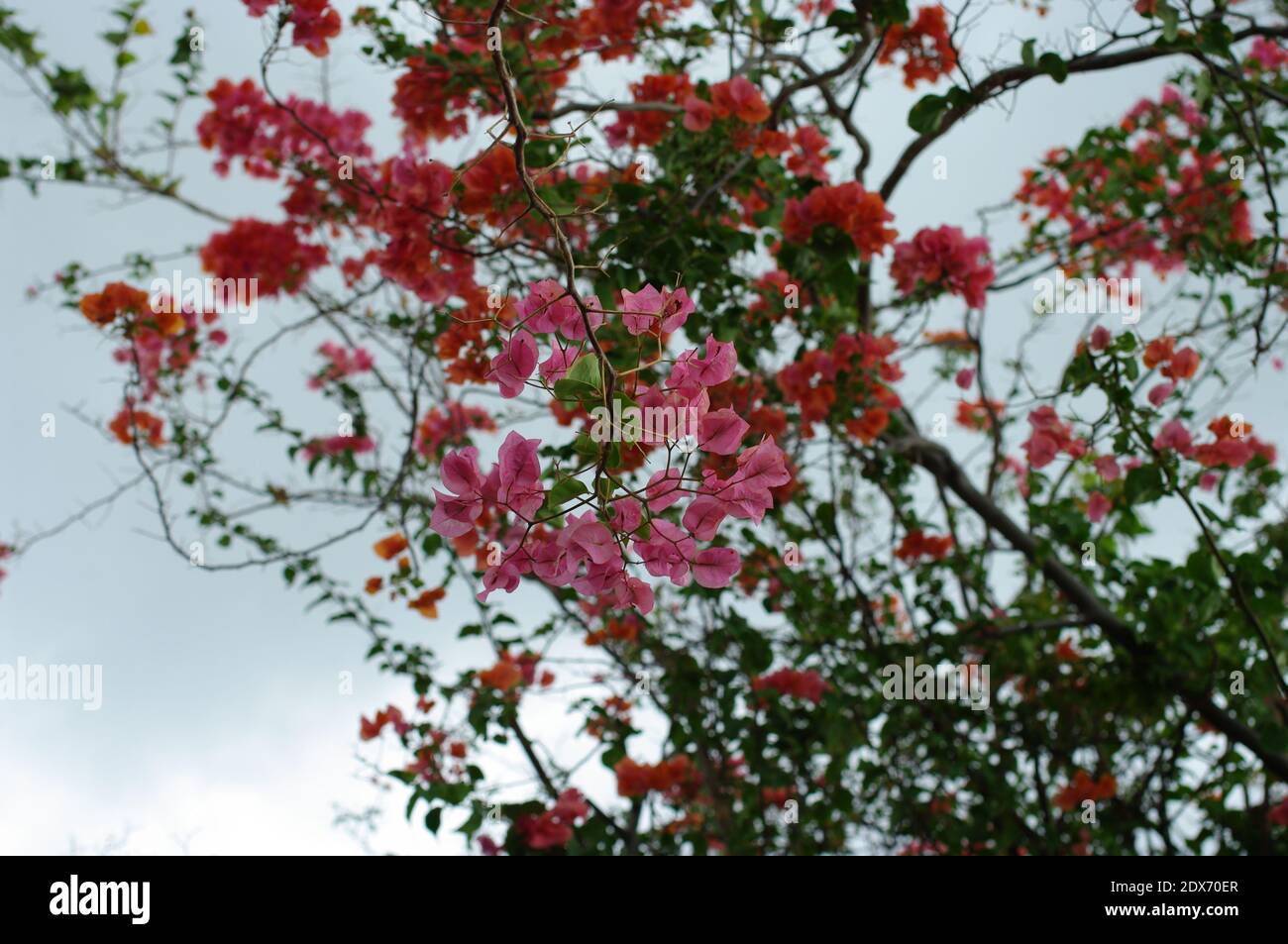 Panama Cherry High Resolution Stock Photography and Images - Alamy