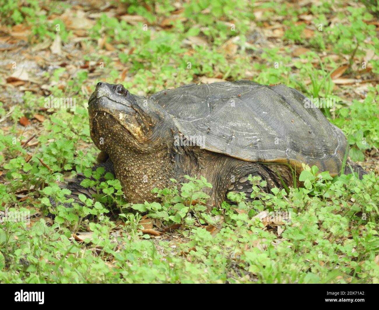 Snapping turtle beauty hi-res stock photography and images - Alamy