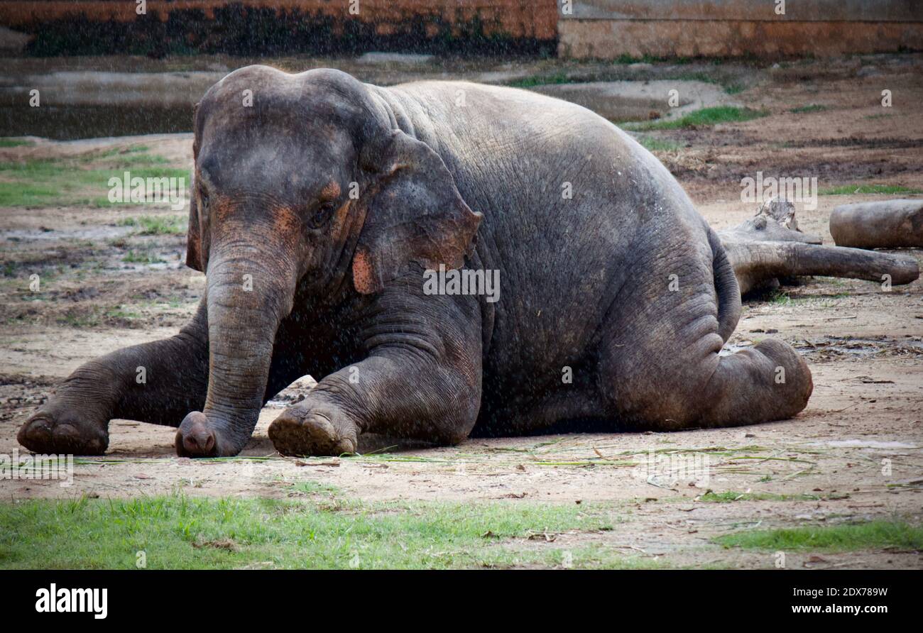 View Of Elephant In Zoo Stock Photo - Alamy