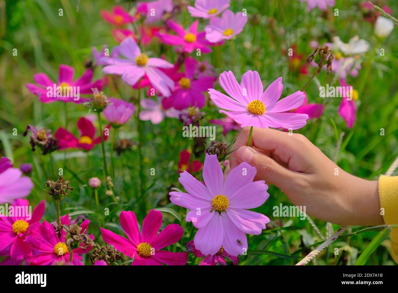 Plucking flower petal hi-res stock photography and images - Alamy